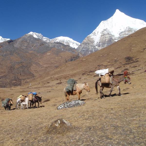 The Druk Path Trek: Immersing in Bhutanese Culture and Himalayan ...